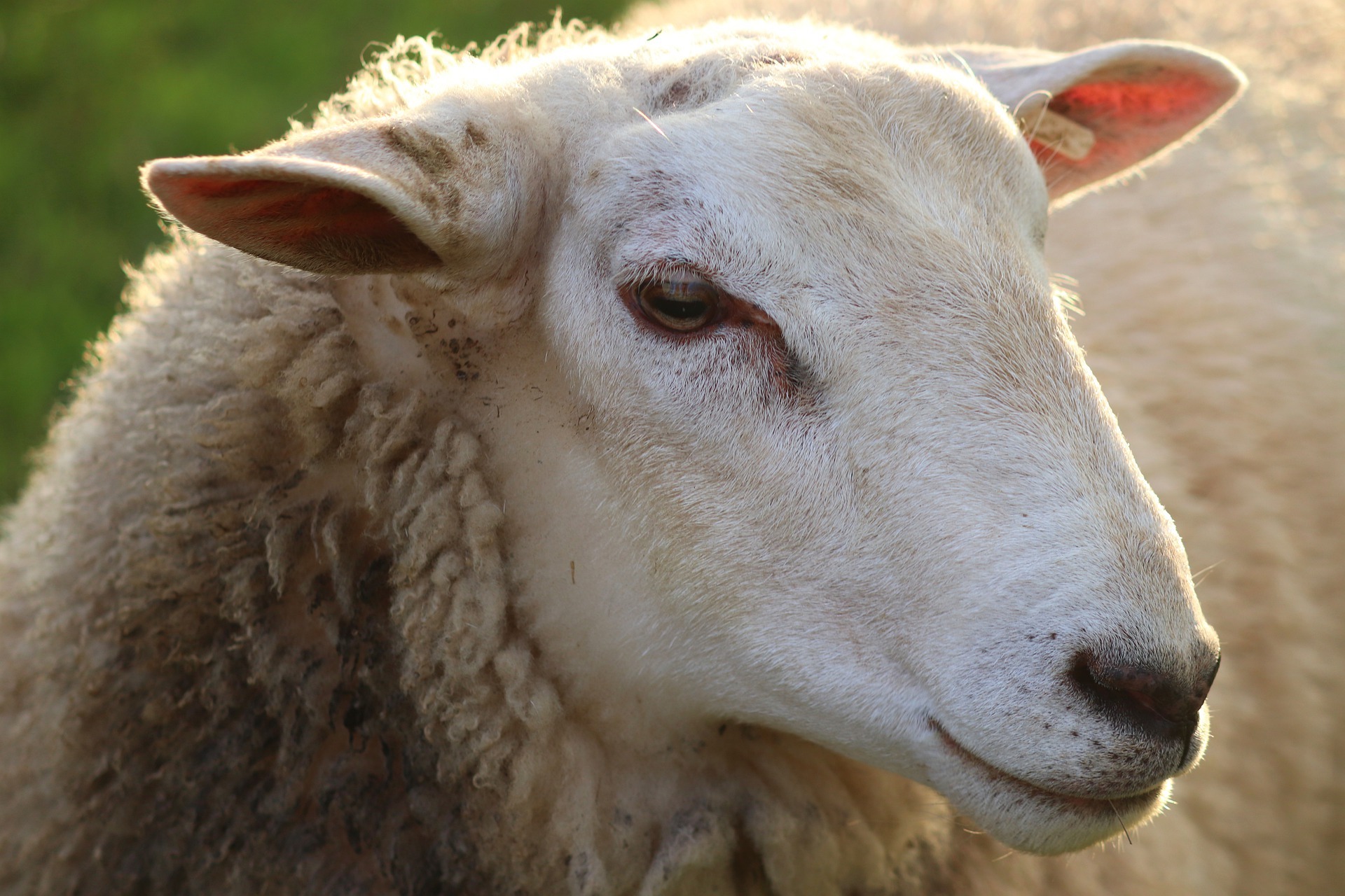 Schapeneiland Texel: lees meer over de Texelaars, ons schapenras | VVV ...
